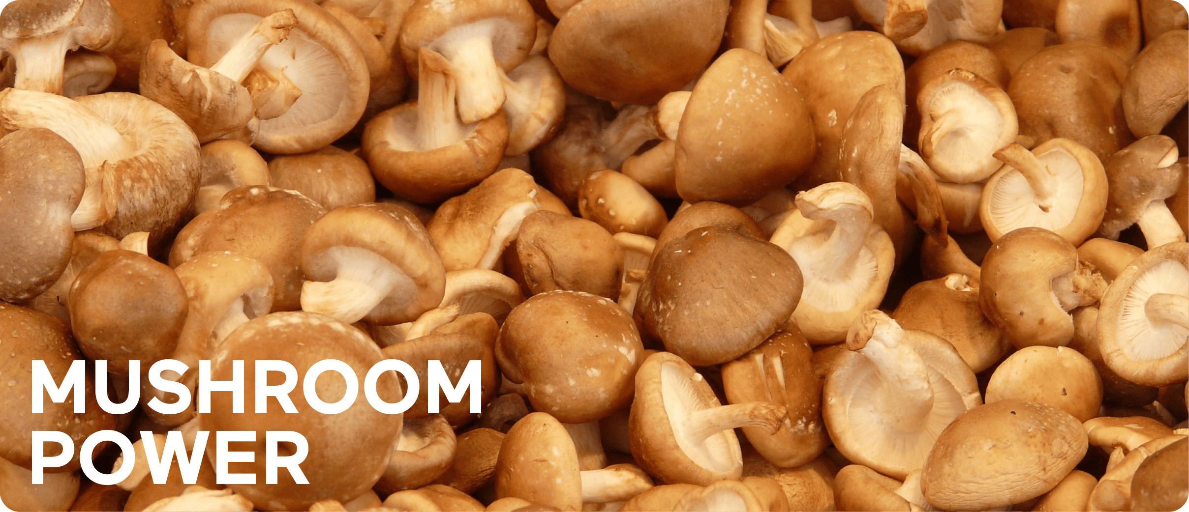 Power-packed vital mushrooms – RINGANA